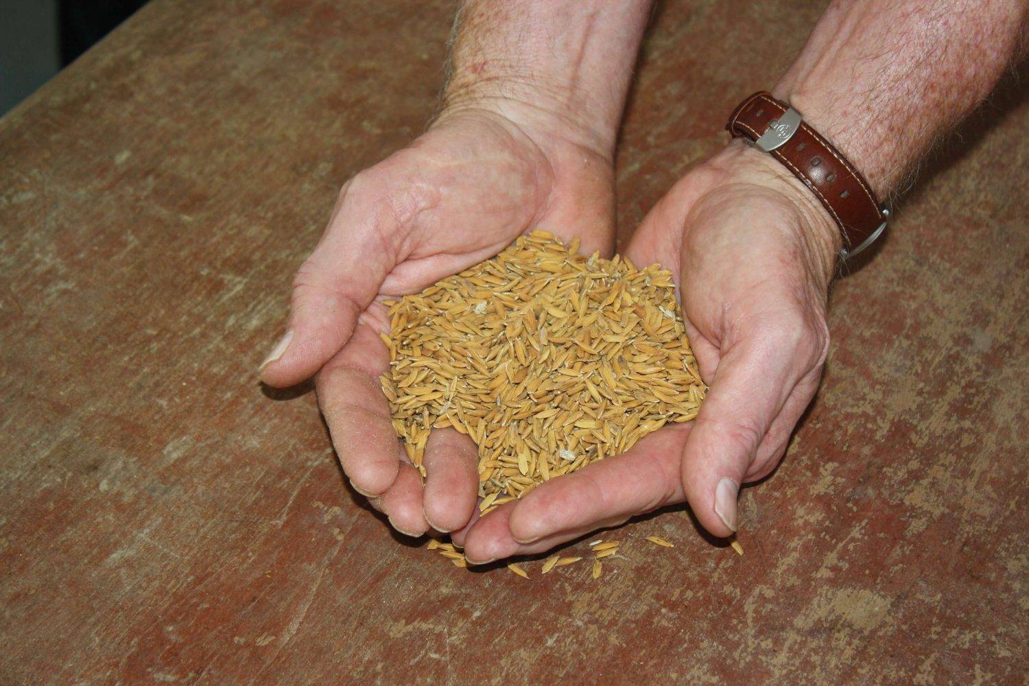Rice Tradition Being Resurrected At Hammock Coast Farm